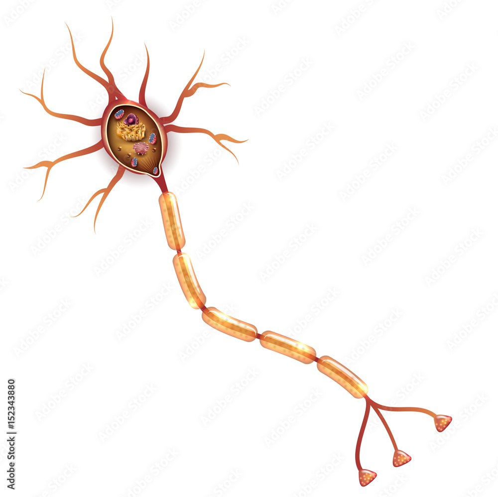Neuron, nerve cell that is the main part of the nervous system. Cross ...