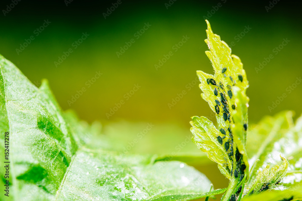 Aphid (Plant Lice, Greenflies, Blackflies or Whiteflies) Infestation Of ...