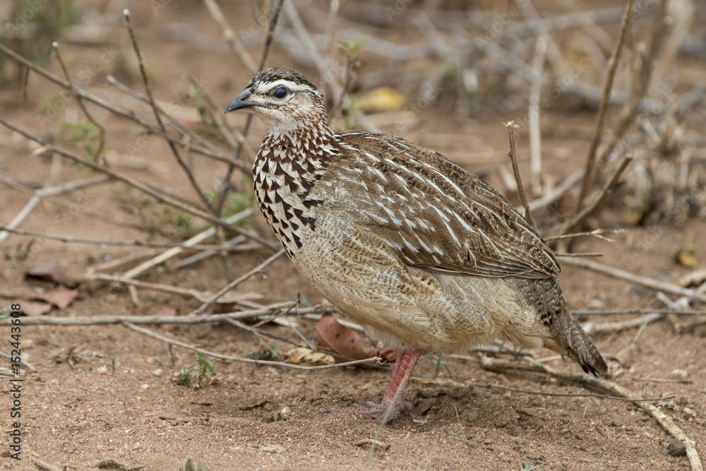 Francolin de Shelley,.Scleroptila shelleyi, Shelley's Francolin ...