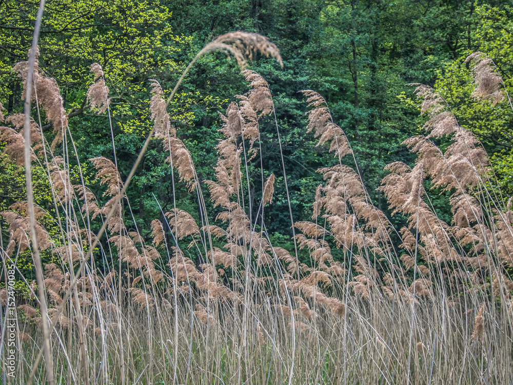 Schilfgras Stock Photo | Adobe Stock