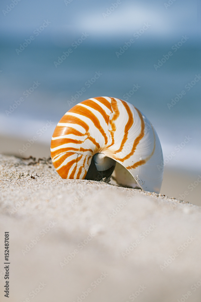 nautilus sea shell on golden sand beach with ocean waves in soft sun ...