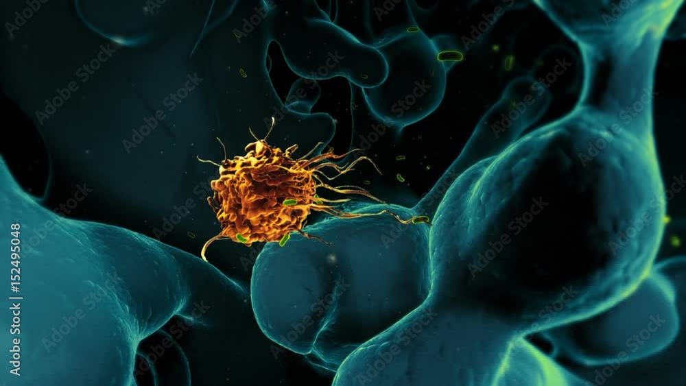 Macrophage under the microscope. Stock 비디오 | Adobe Stock