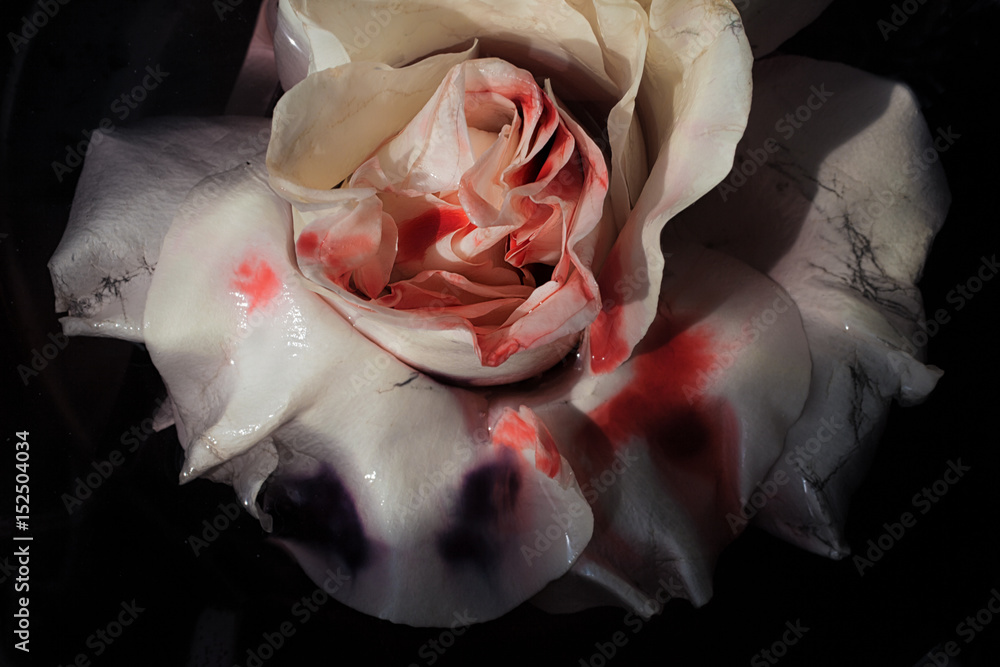 Bloodied wet flower of a withering white rose Stock Photo | Adobe Stock