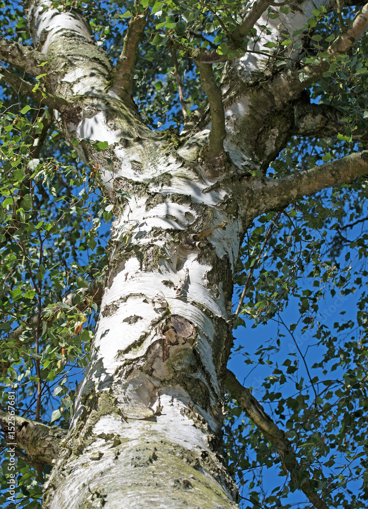 Alte Birke im Frühling, Betula Stock-Foto | Adobe Stock