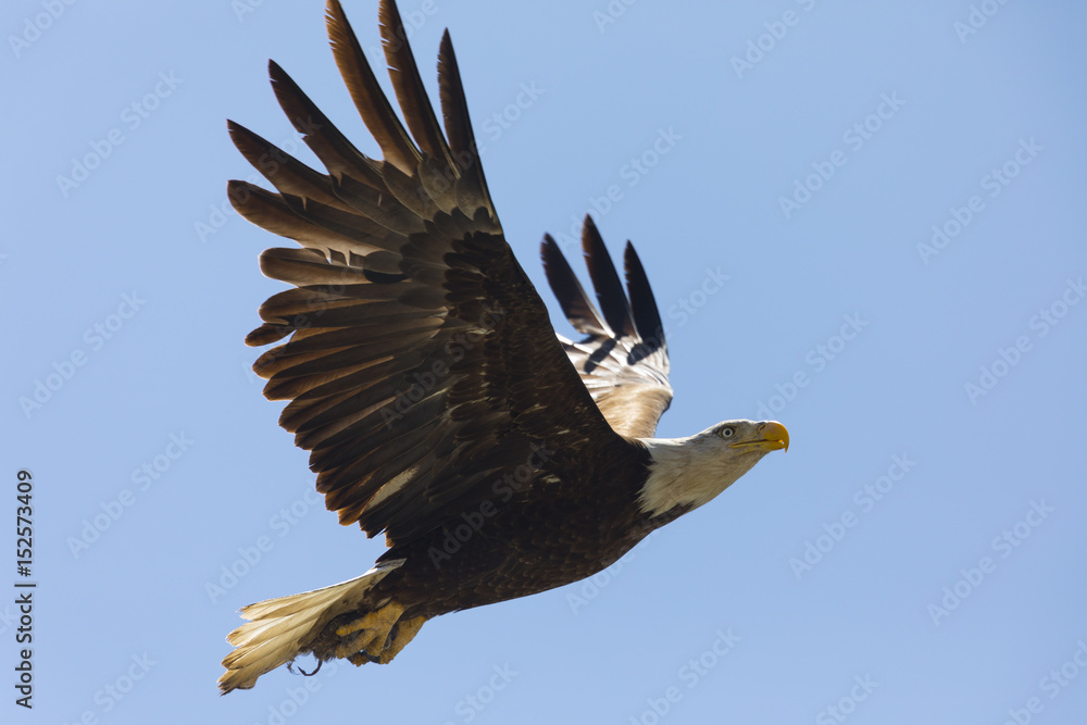 Bald eagle flying after catching a mouse, seen in the wild in North ...