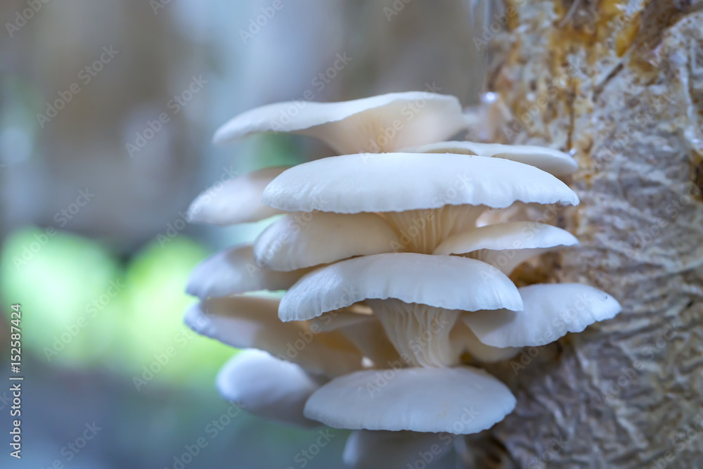 The beauty of abalone mushroom growing in the farm. This is a way to ...