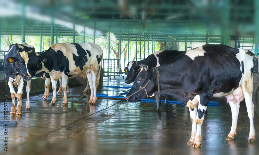 Milk cow in the farm, This is a dairy animal that provides energy to ...