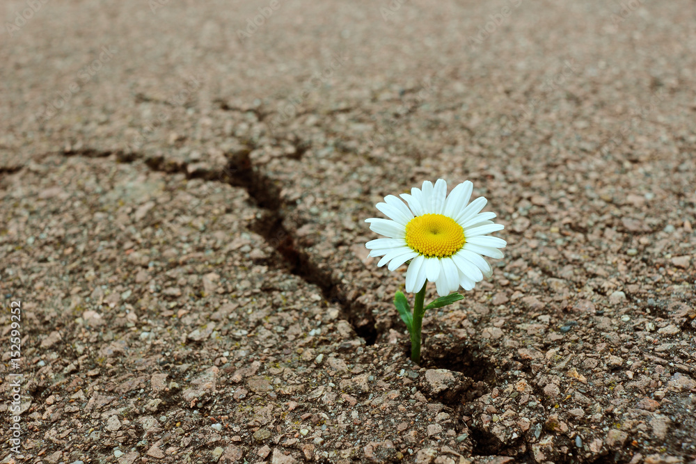 Poster Margerite – Wall Art | UkPosters