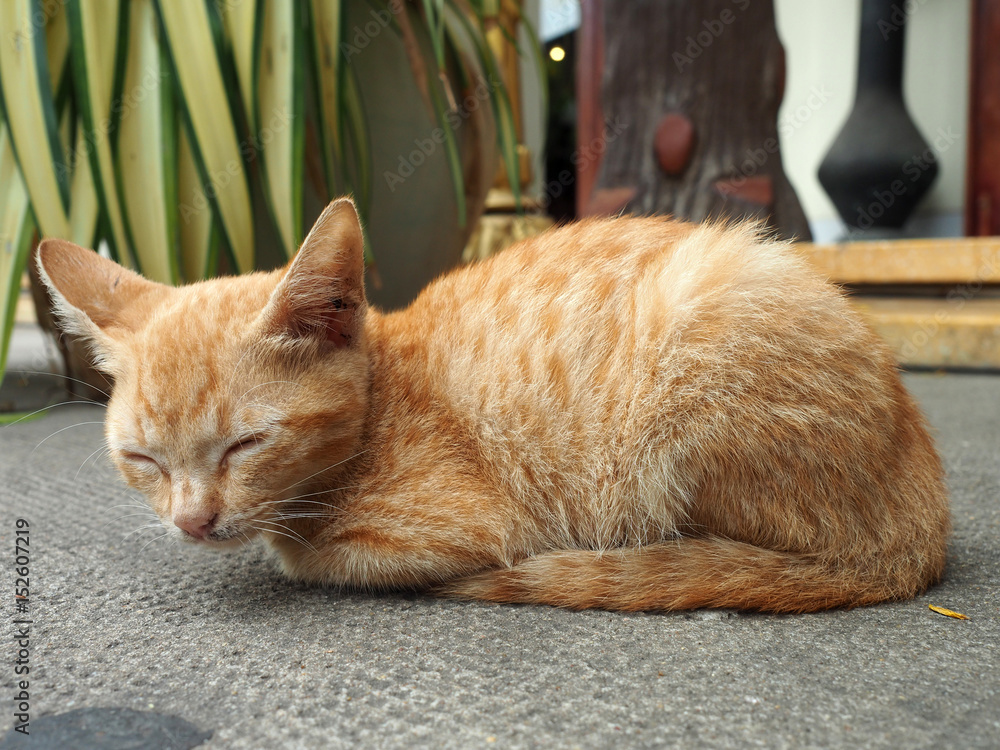 Orange Cat Sleeping