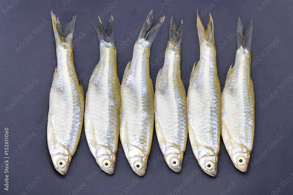 Minnow (Apollo shark) fish - scientific name is "Luciosoma bleekeri ...