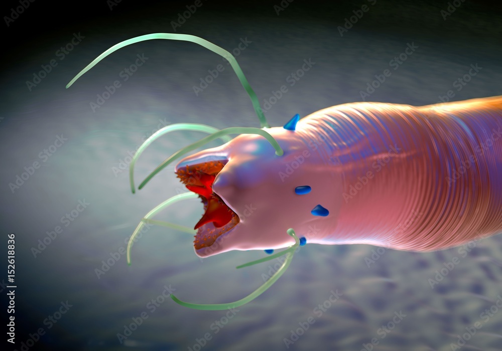 3d rendering - Nematode worm Stock Photo | Adobe Stock