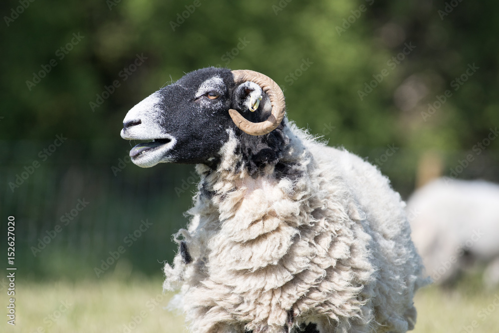 Sheep With Open Mouth