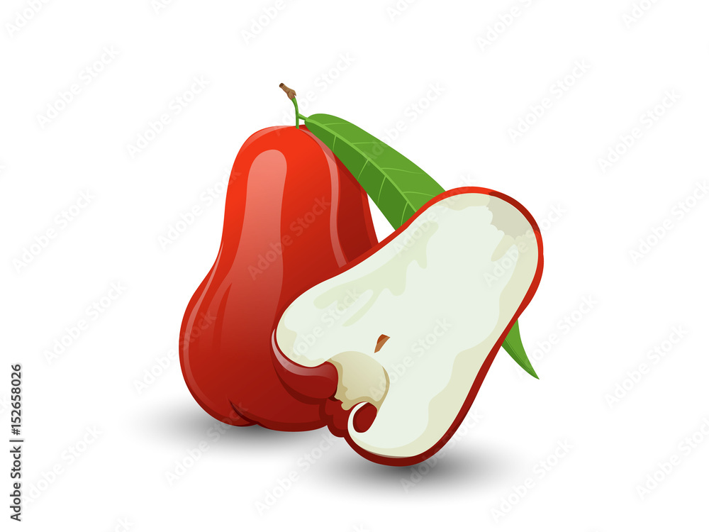 Vector Rose apple fruits isolated on white background Stock Vector ...