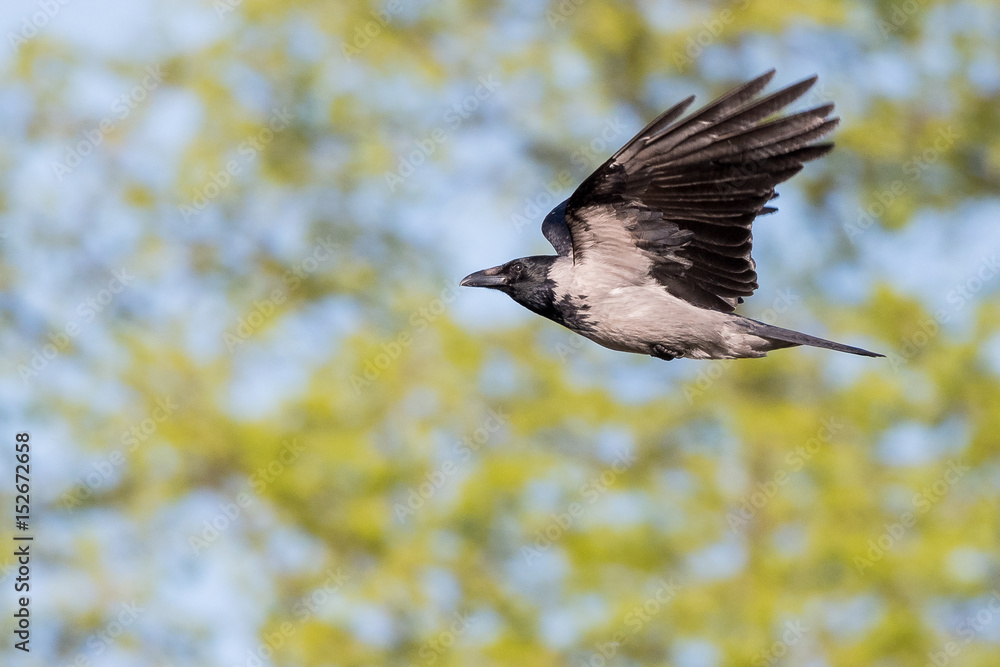 Nebelkrähe (Corvus cornix) im Flug Stock-Foto | Adobe Stock