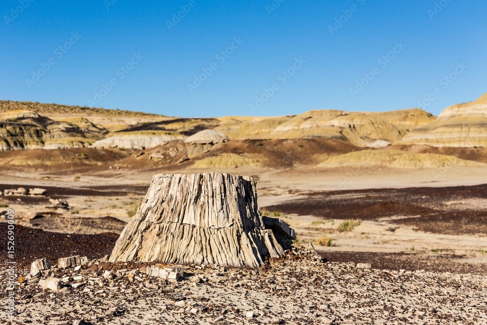petrified wood, tree stump in the desert, climate change, global ...