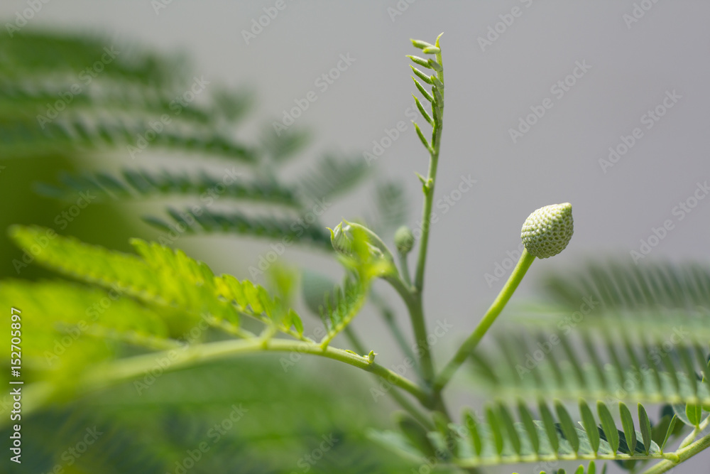 Lead tree is herb in the Siam, and Thai call "Ka-Thin". Horse tamarind ...