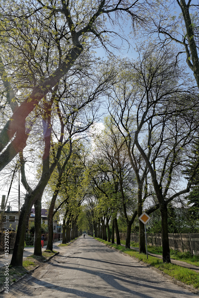 aleja drzew Stock Photo | Adobe Stock