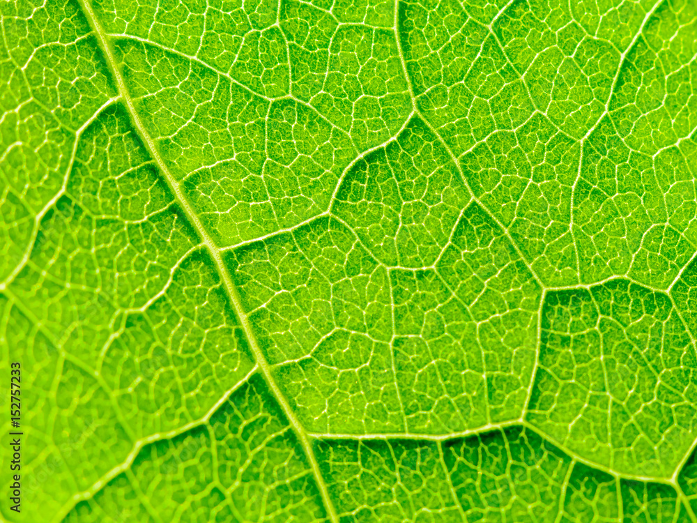 Green Leaf Texture With Visible Stomata Covering The Outer Epidermis ...