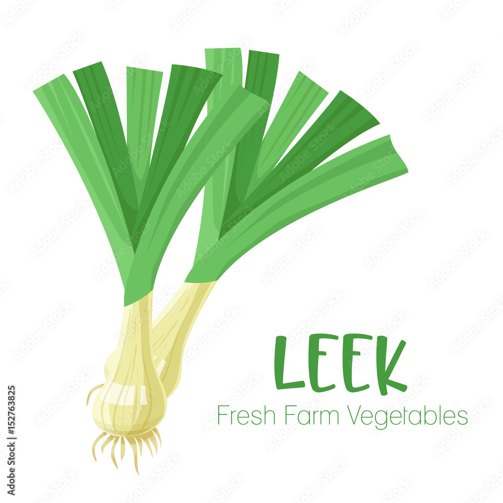 Vector leek isolated on white background.Vegetable illustration for ...