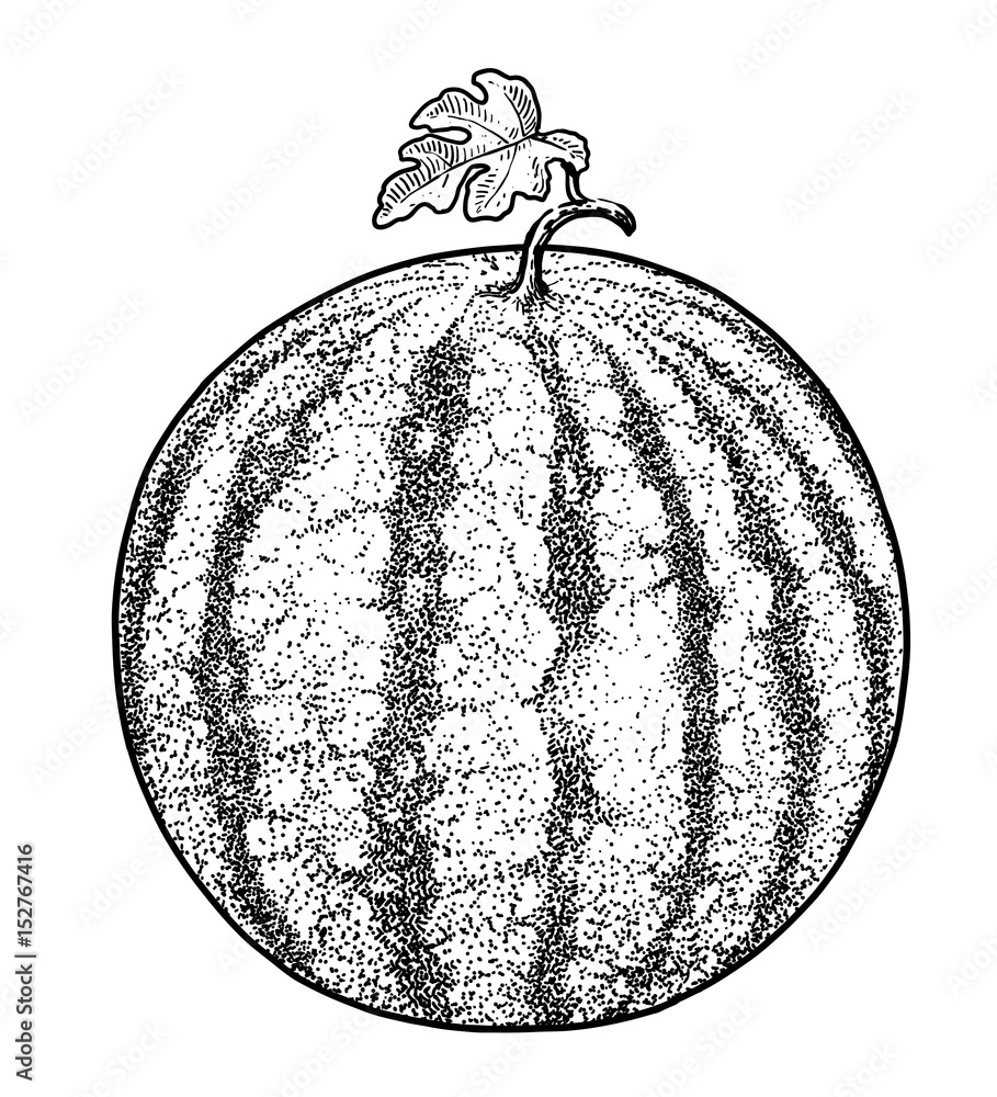 Watermelon illustration, drawing, engraving, ink, line art, vector ...