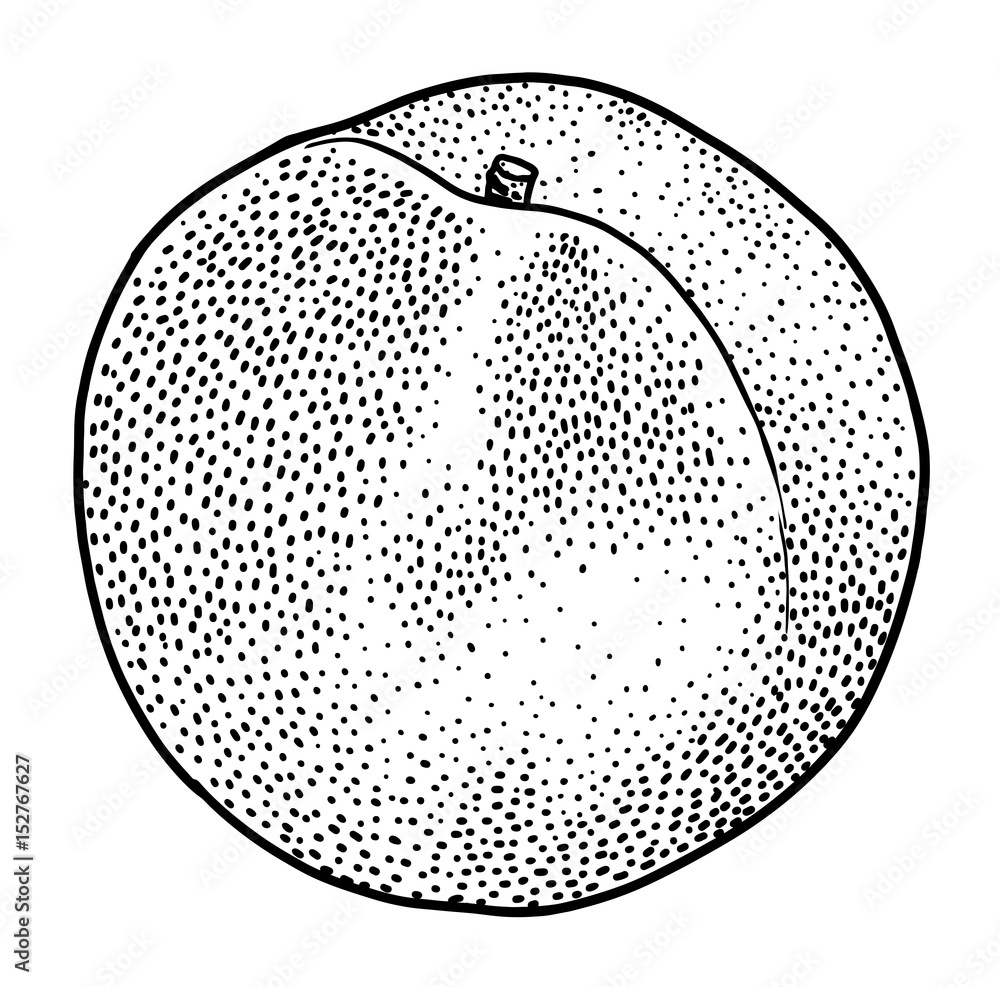 Peach illustration, drawing, engraving, ink, line art, vector Stock ...