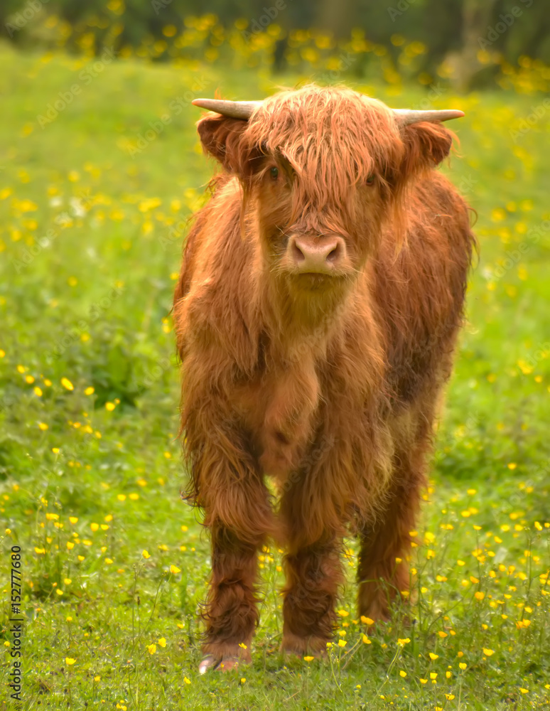 Vache écossaise rousse Stock Photo | Adobe Stock