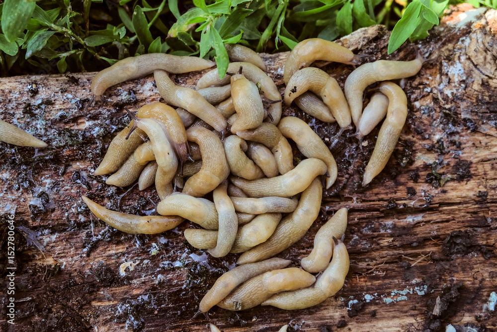 Colony of garden slugs on a rotten wood log. Garden pests. Stock Photo ...