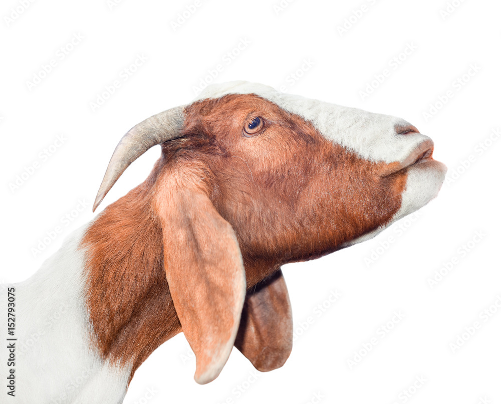Beautiful, cute, young white and red goat isolated on white background ...