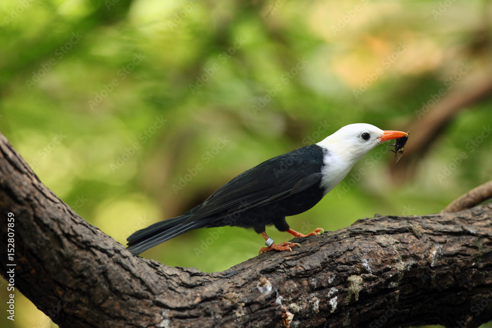 The black bulbul (Hypsipetes leucocephalus), also known as the ...