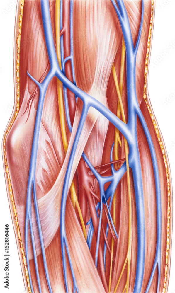 Deep dissection of the forearm. Stock Illustration | Adobe Stock