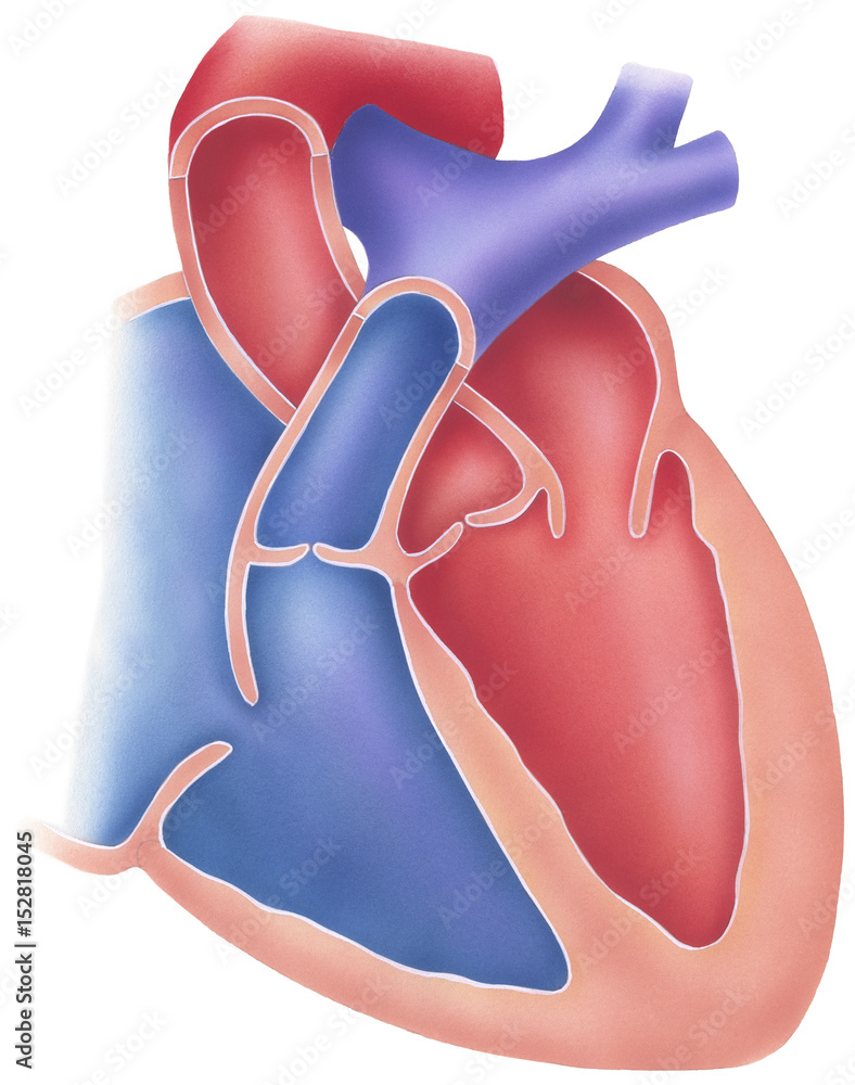 Human heart cutaway view showing internal structures Stock Illustration ...