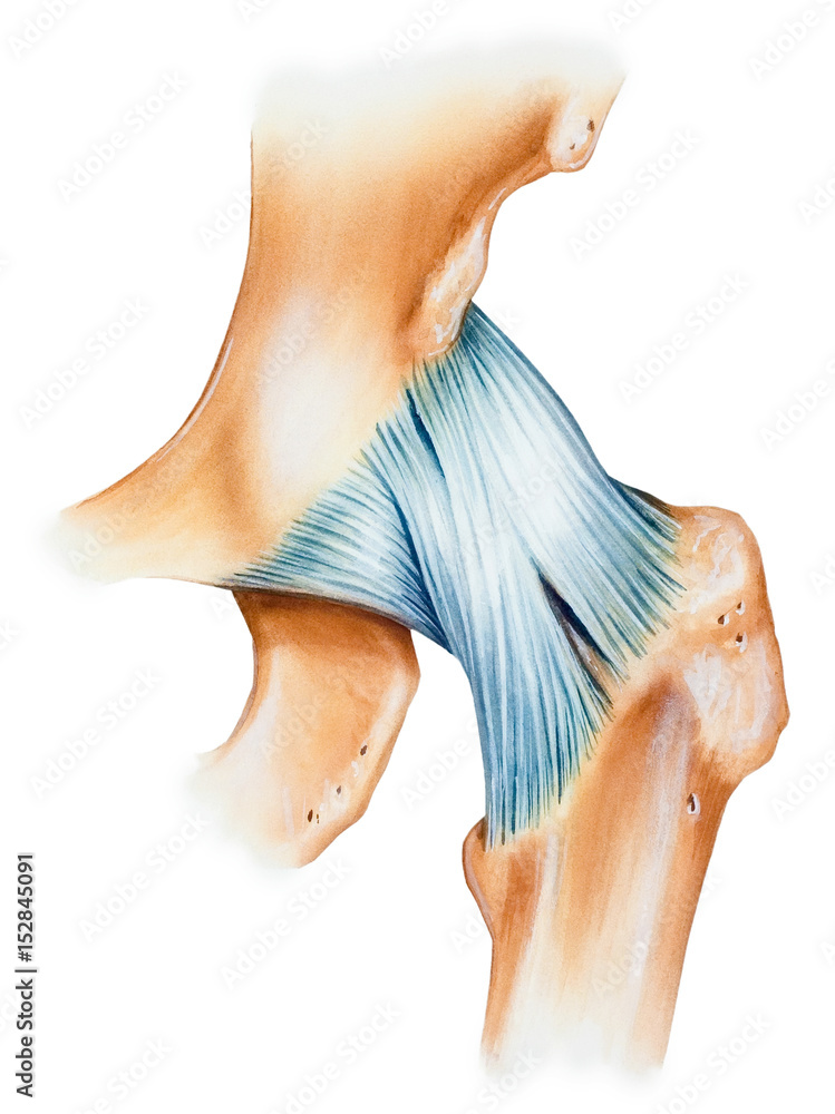 The hip joint capsule ligaments, anterior view. Shown are the ...