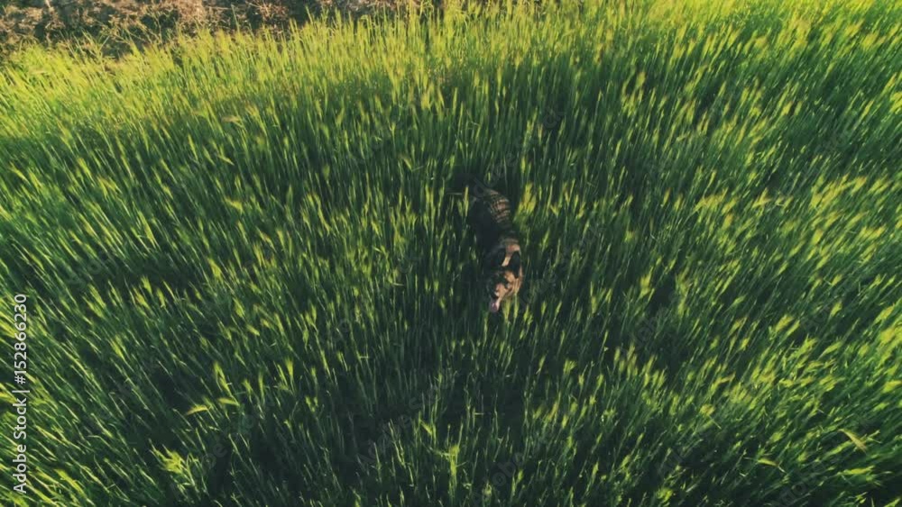 Dog Staring At Drone In Green Field Stock Video | Adobe Stock