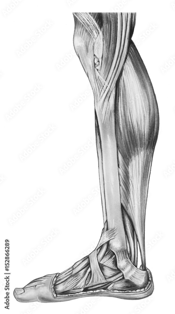 Muscles and tendons of a human lower right leg. Stock Illustration ...