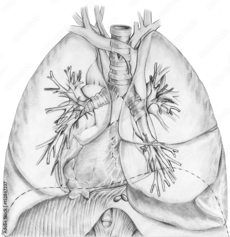 Lungs and Bronchial System showing the trachea, left and right mianstem ...