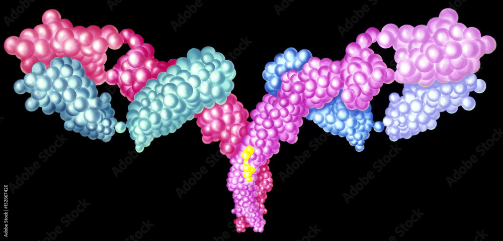 Molecular structure of T-Cells. T-Cells are type of white blood cell of ...