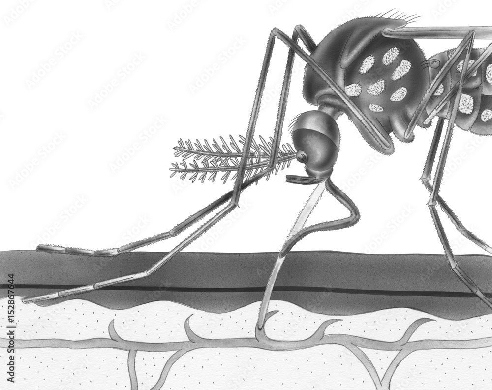 Mosquito - Drawing Blood From Skin through its proboscis. Shown are the ...