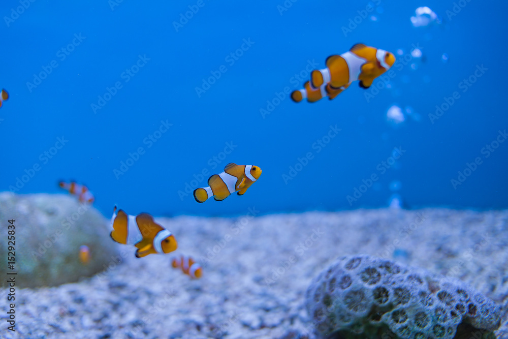 Marine fish and freshwater fish species in the Bueng Chawak Aquarium ...