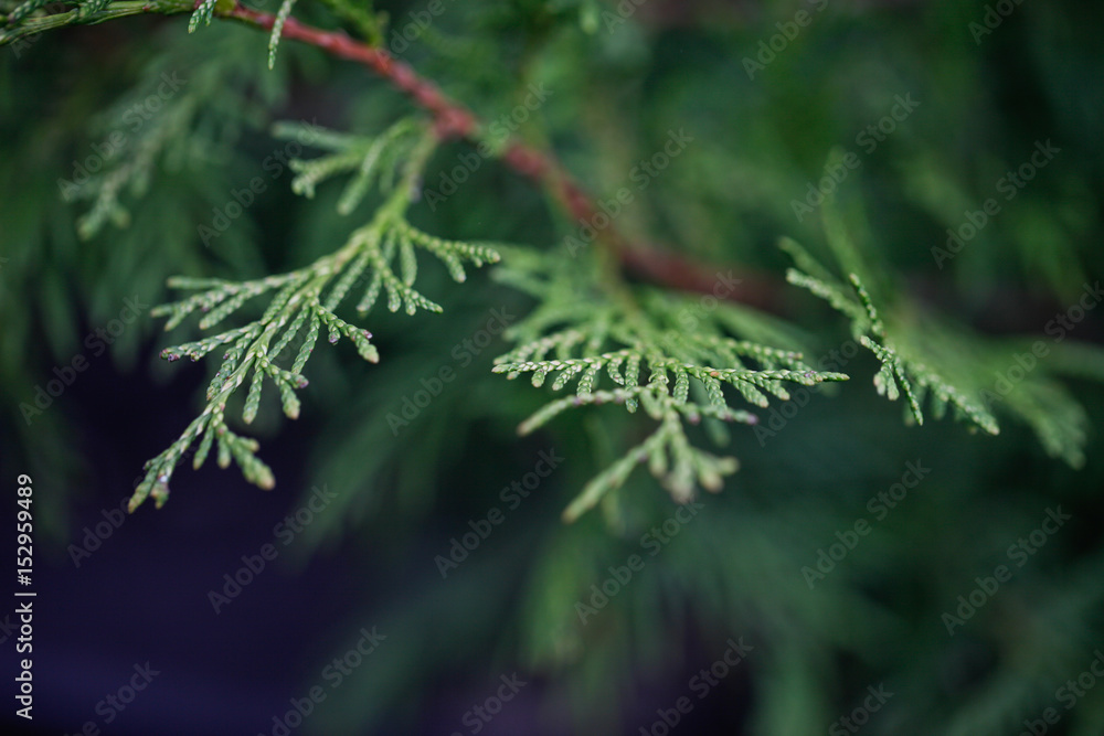 Green Hedge of Thuja Trees. Platycladus orientalis (also known as ...
