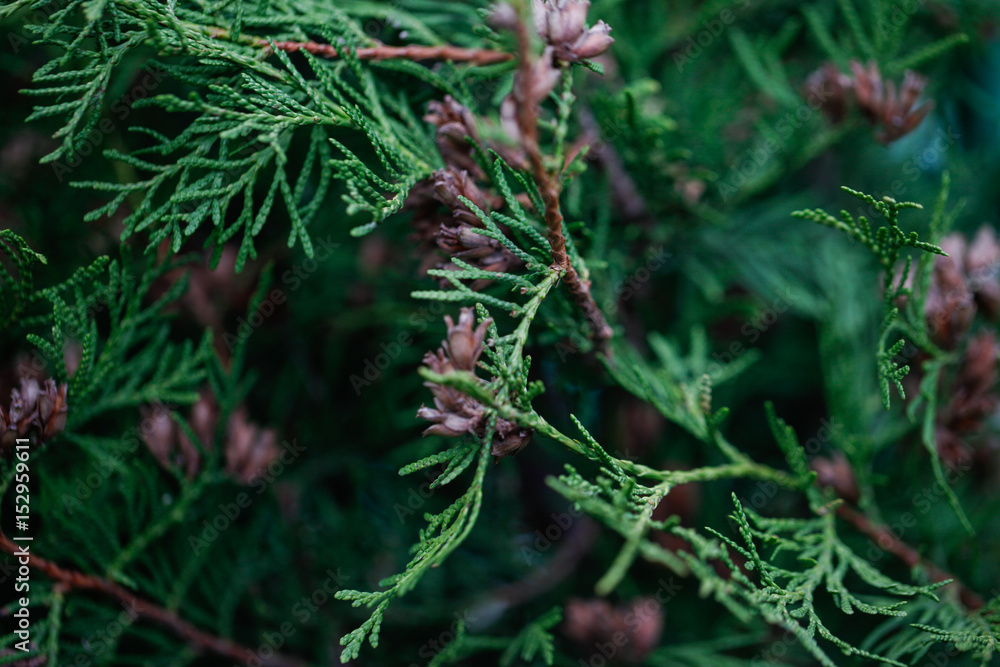 Foto de Green Hedge of Thuja Trees. Platycladus orientalis (also known ...