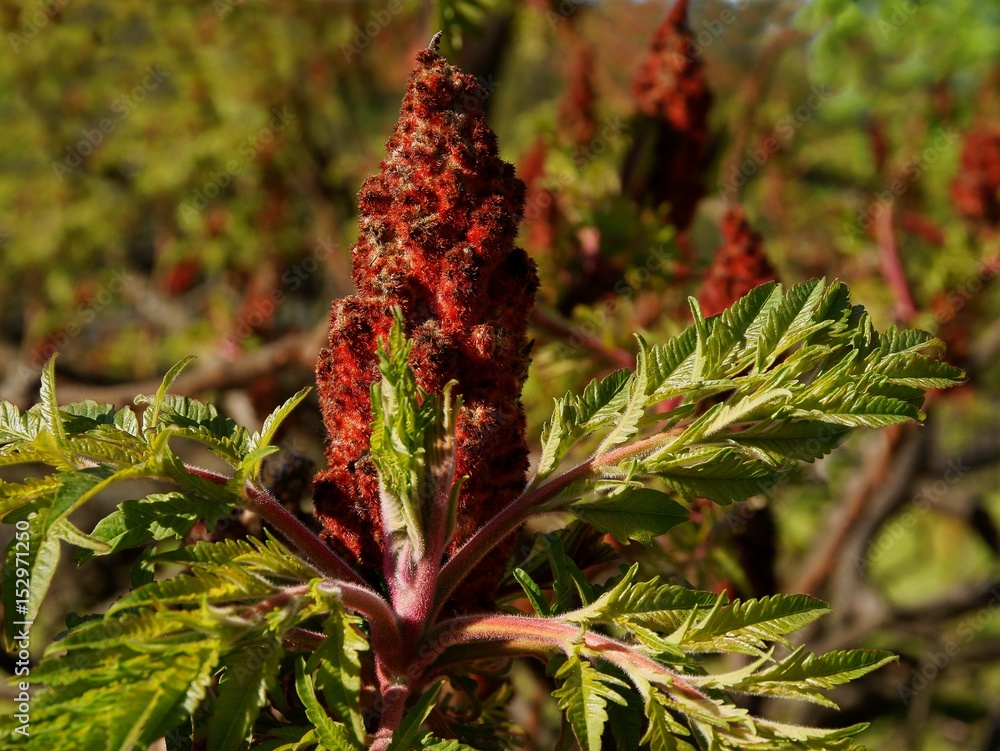 sumac tree with purple buds of flowers Stock Photo | Adobe Stock
