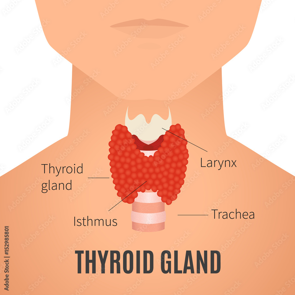 Thyroid gland diagram. Thyroid gland and trachea shown on a silhouette ...
