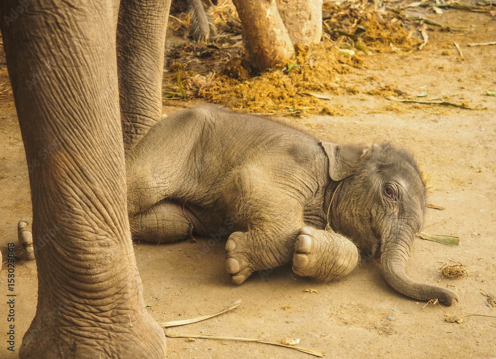 Baby Elephant Sleeping