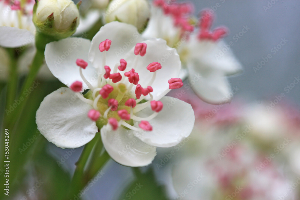 Hawthorn flowers Stock Photo | Adobe Stock