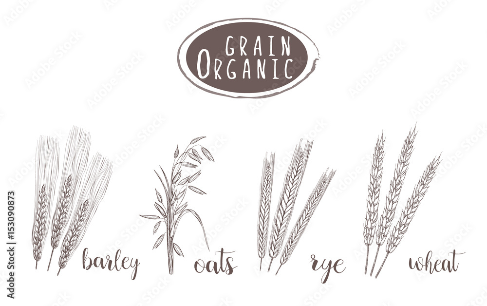 Barley Grain Drawing