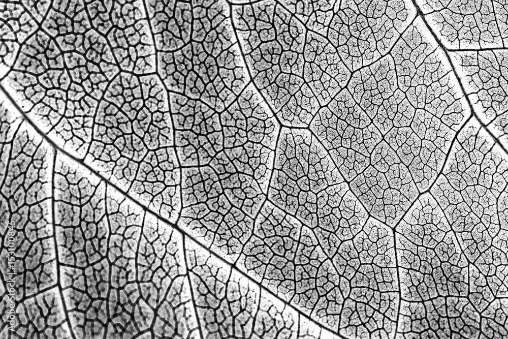 Infrared Leaf Texture With Visible Stomata Covering The Outer Epidermis ...