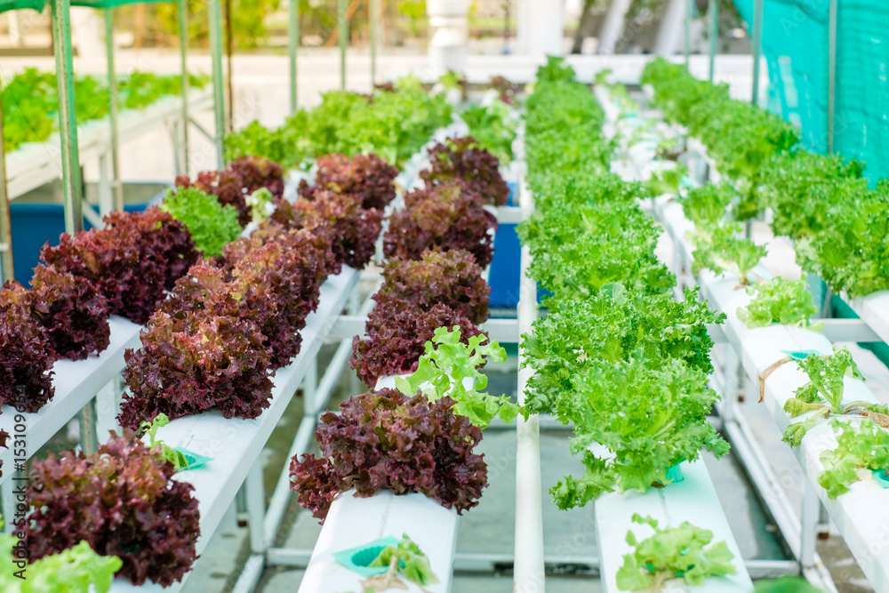 Soilless Gardening Indoors | Fasci Garden