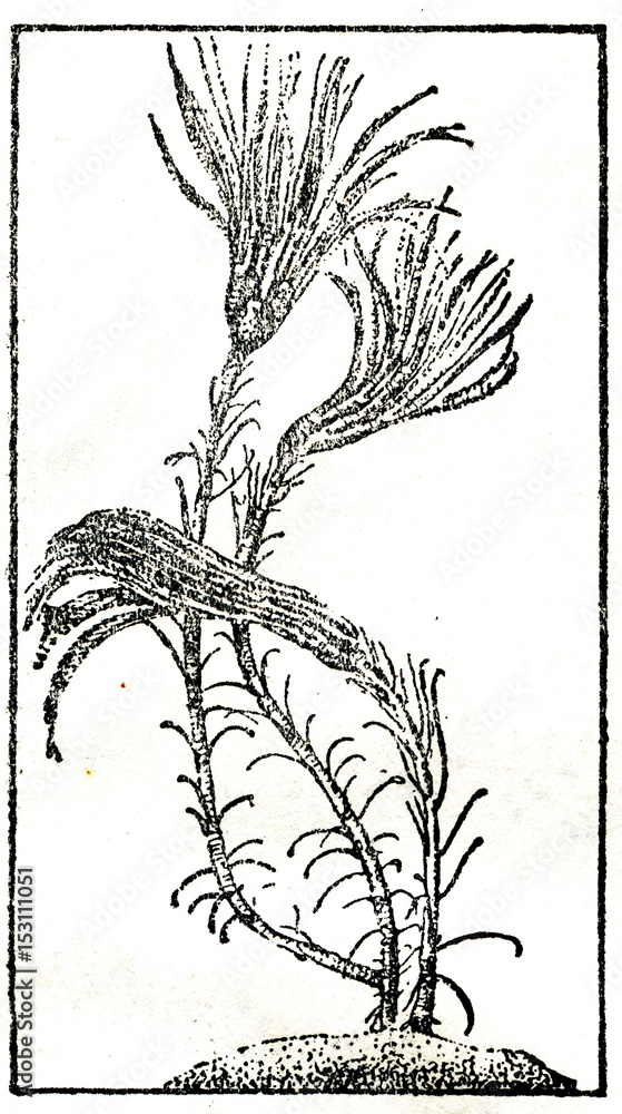 Sea Lily Drawing