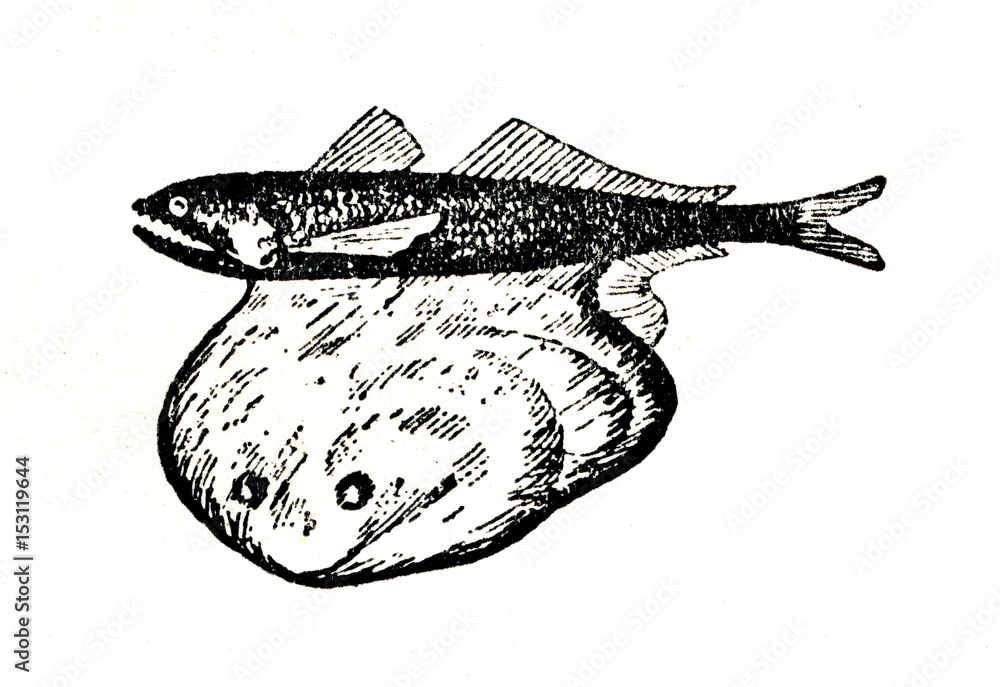 Black swallower (Chiasmodon niger) is known for its ability to swallow ...