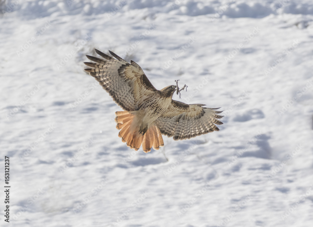 Do It Yourself House Construction - Red-tailed hawk brings building ...
